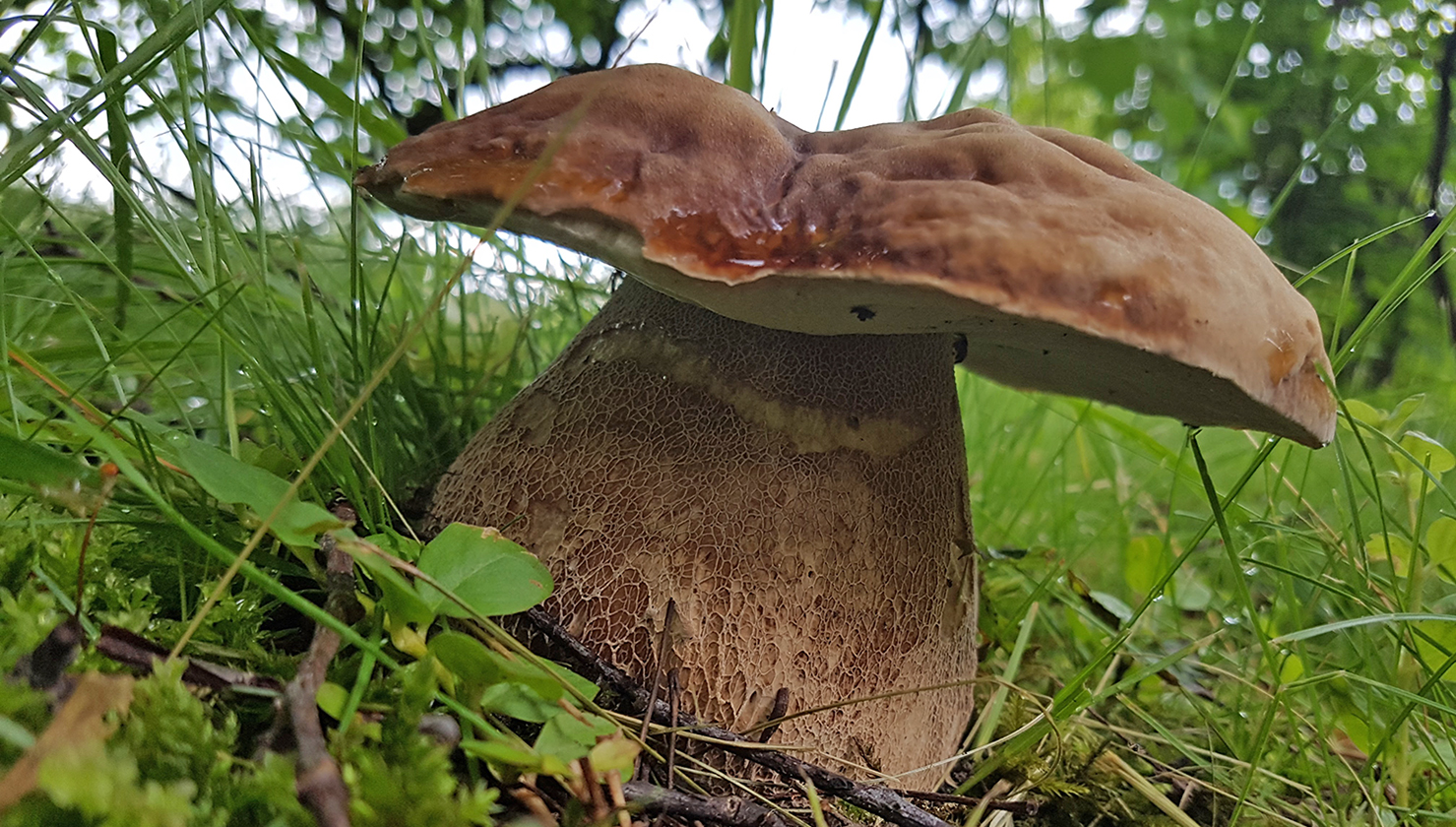 Mano ūkis - Pandemija nusmukdė grybų ir uogų perdirbėjų verslą