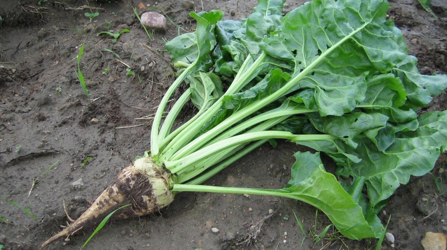 Mano ūkis - Prieštaringi insekticidai: prancūzai vėl uždega žalią šviesą