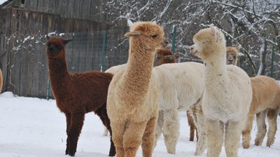 Mano ūkis - Alpakos – švelnūs ir inteligentiški gyvūnai